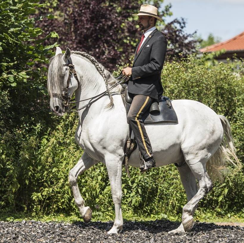 Classical Dressage/Mounted Fencing Clinic with Arne Koets - Tempus ...